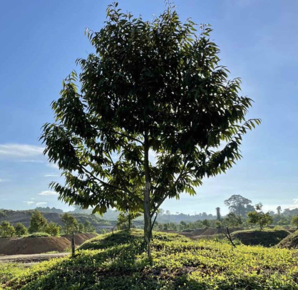 Musang King Plantation – Archilles Group